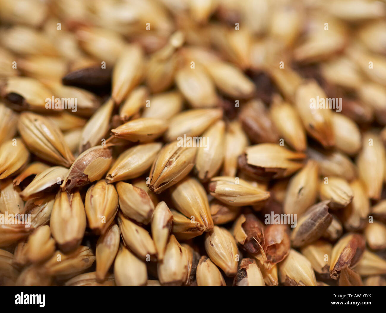 Picking barley hi-res stock photography and images - Alamy