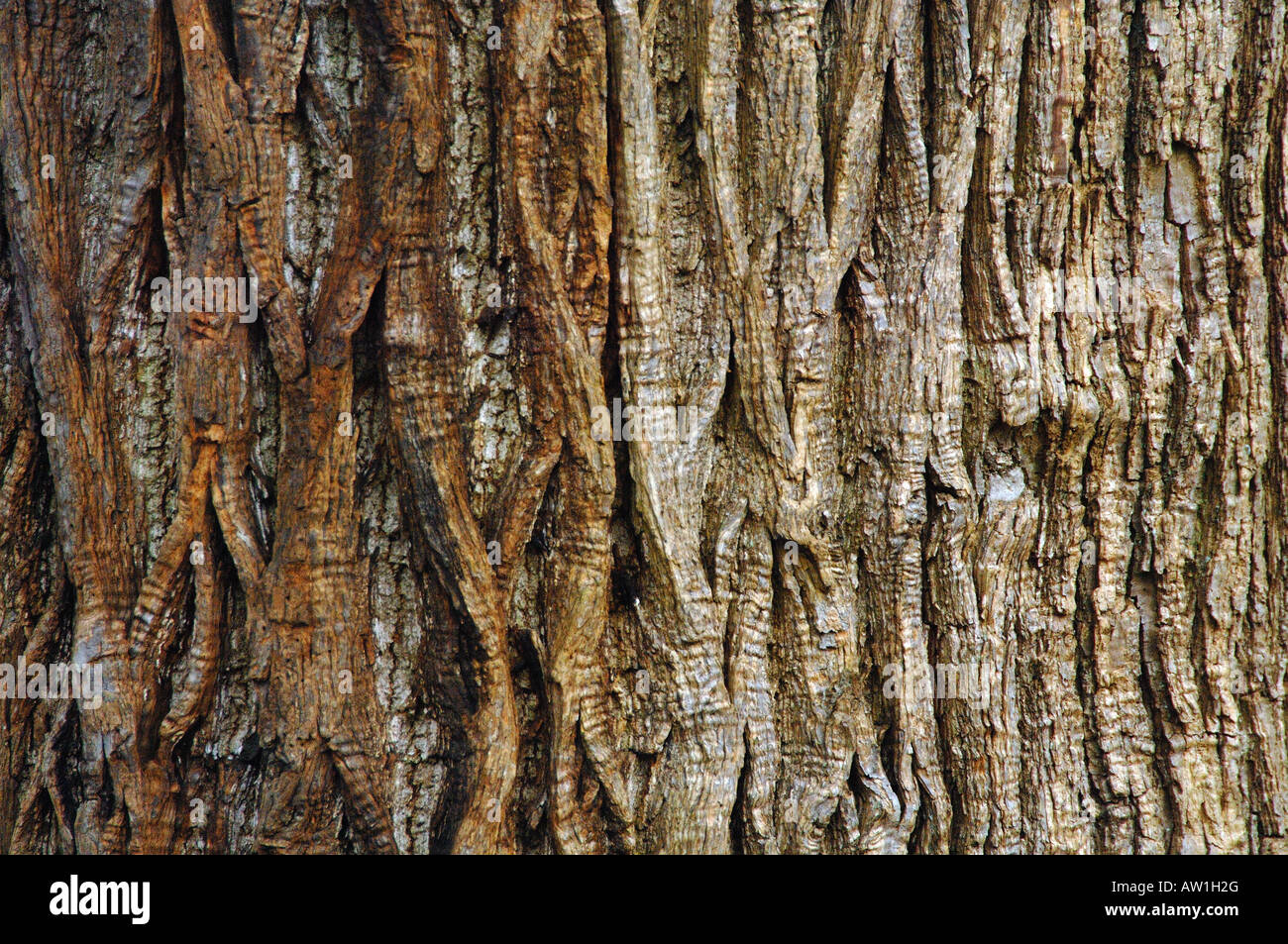 Knotted tree hi-res stock photography and images - Alamy