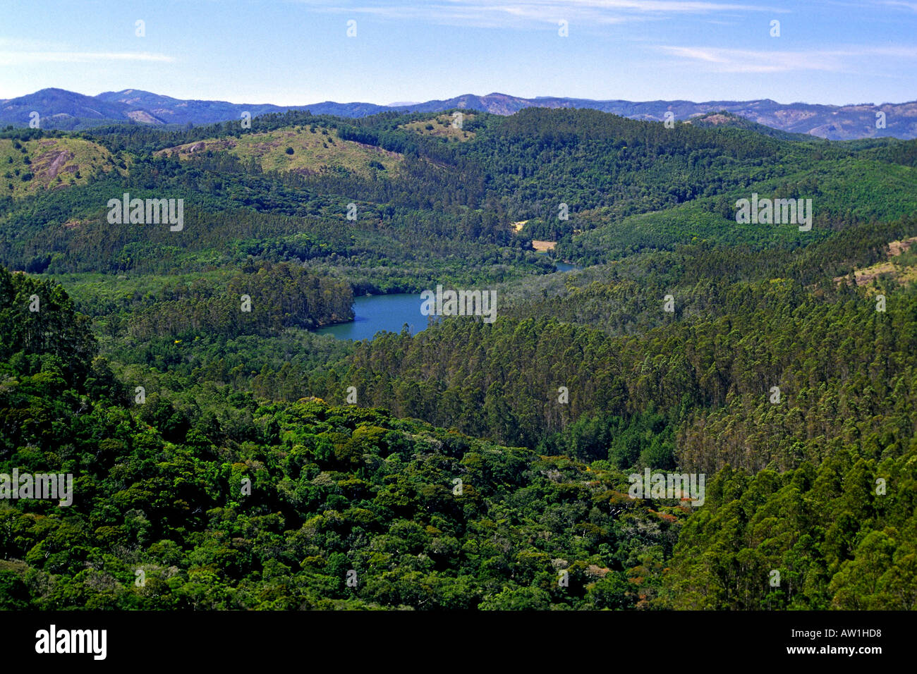 Berijam Forest