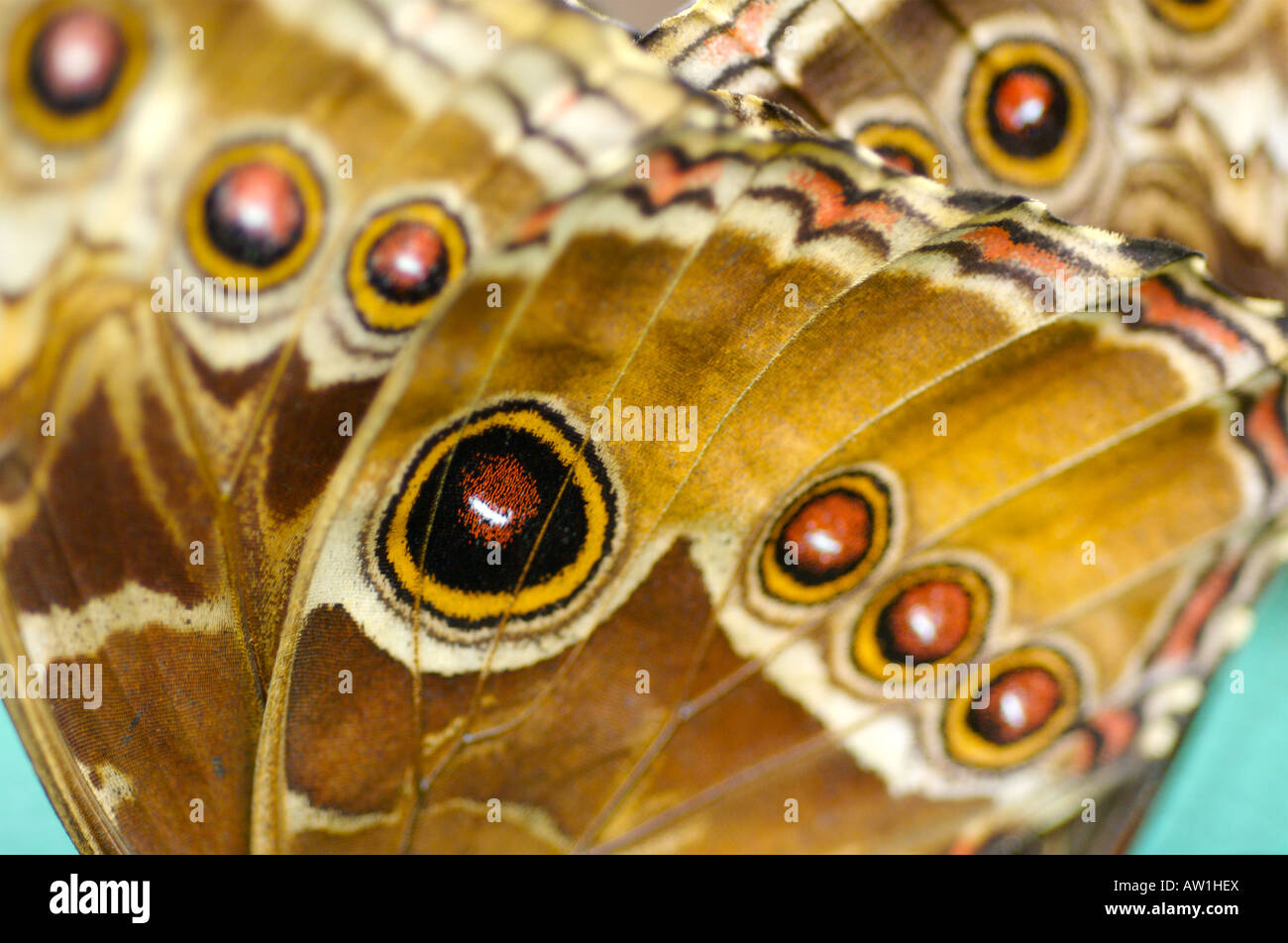 Distinctive wing markings hi-res stock photography and images - Alamy