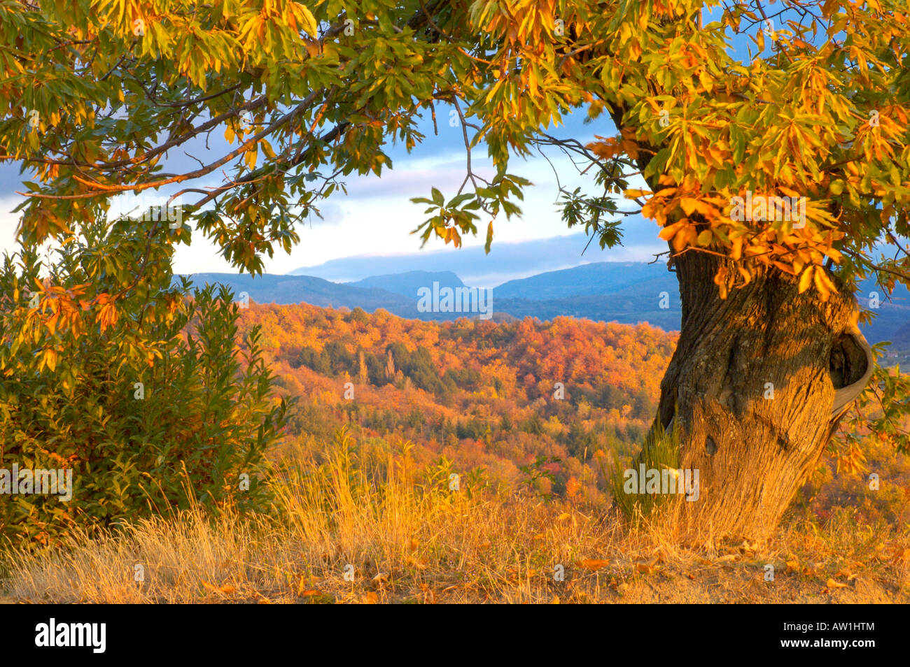 Chestnut Tree Tuscany Italy Stock Photo - Alamy