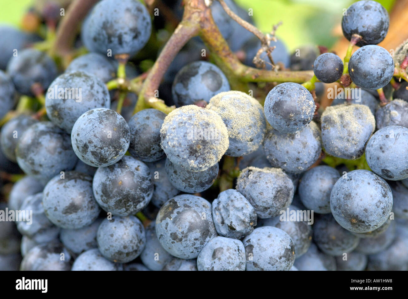 Austria Burgenland - winegrowing Grapes with Botrytis - mildew Stock ...