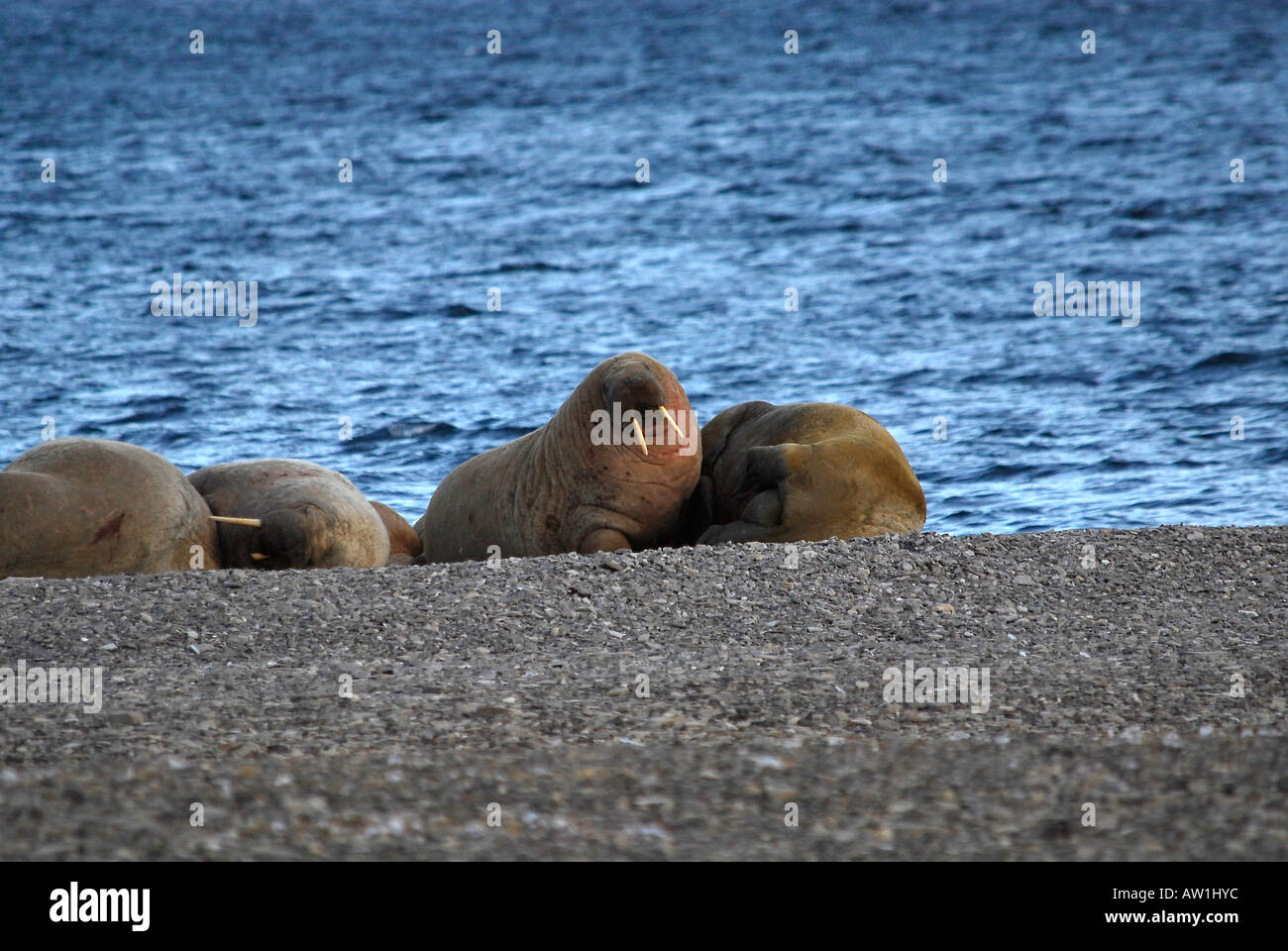 Walrus Odobenus rosmarus Maxwell Bay on Devon Island Lancaster Sound ...
