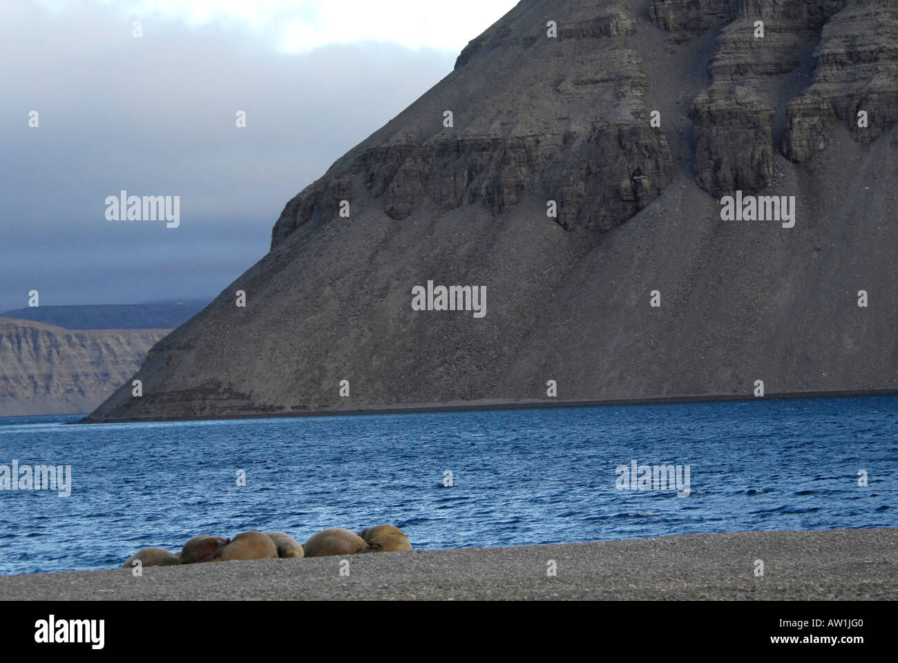 Walrus Odobenus rosmarus Maxwell Bay on Devon Island Lancaster Sound ...