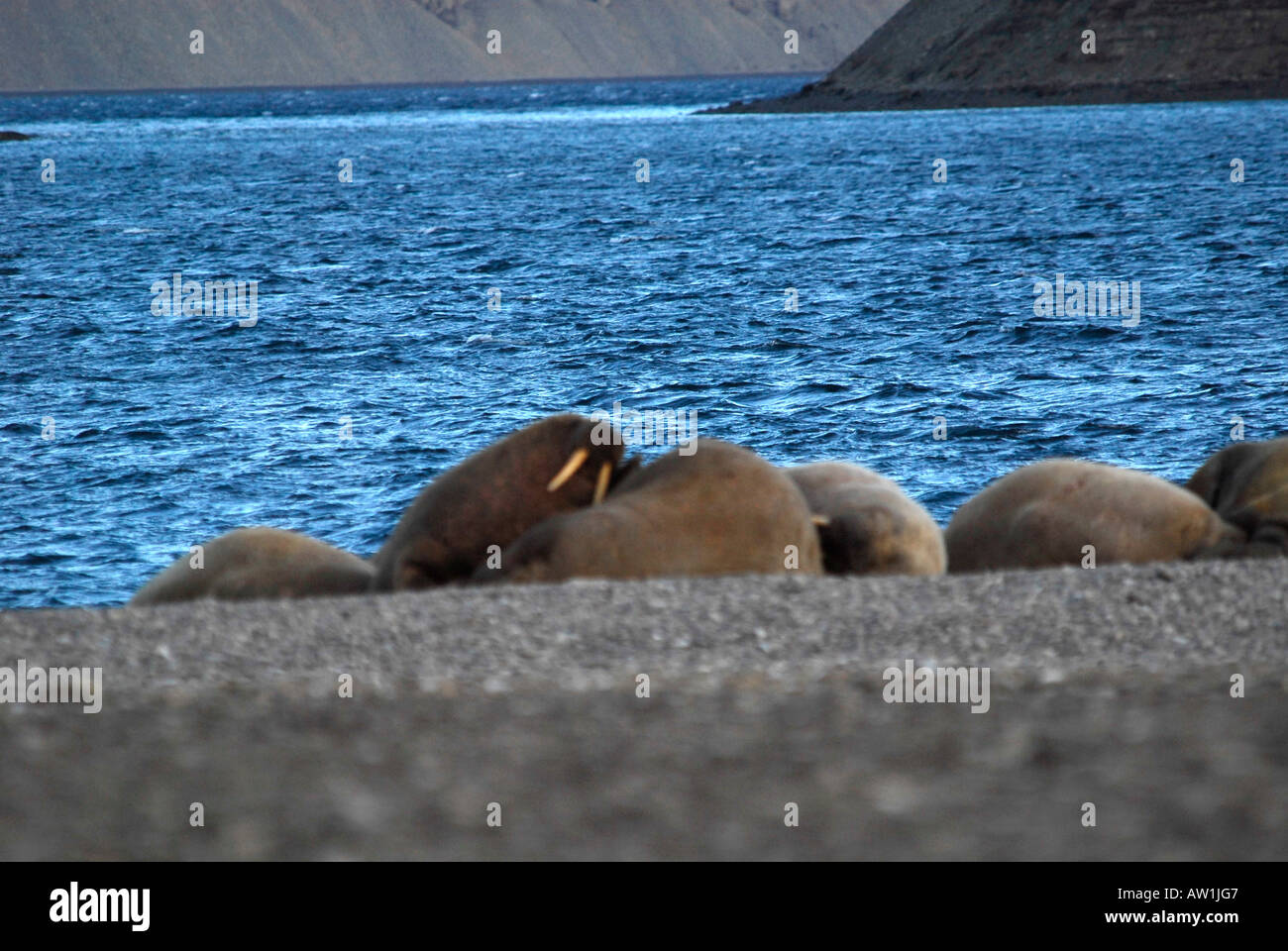 Walrus Odobenus rosmarus Maxwell Bay on Devon Island Lancaster Sound ...