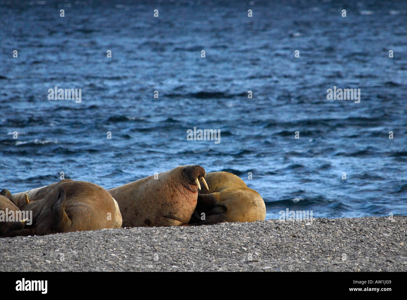 Walrus Odobenus rosmarus Maxwell Bay on Devon Island Lancaster Sound ...