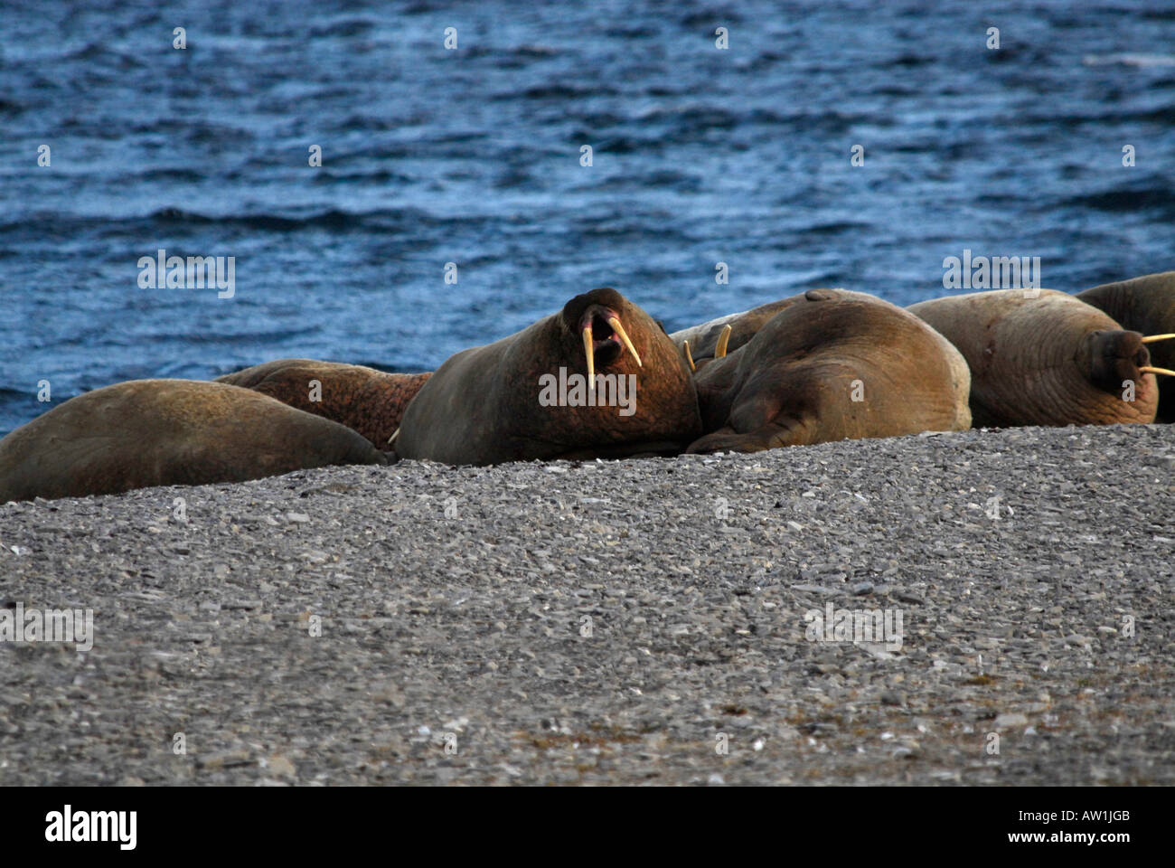 Lancaster sound walrus hi-res stock photography and images - Alamy