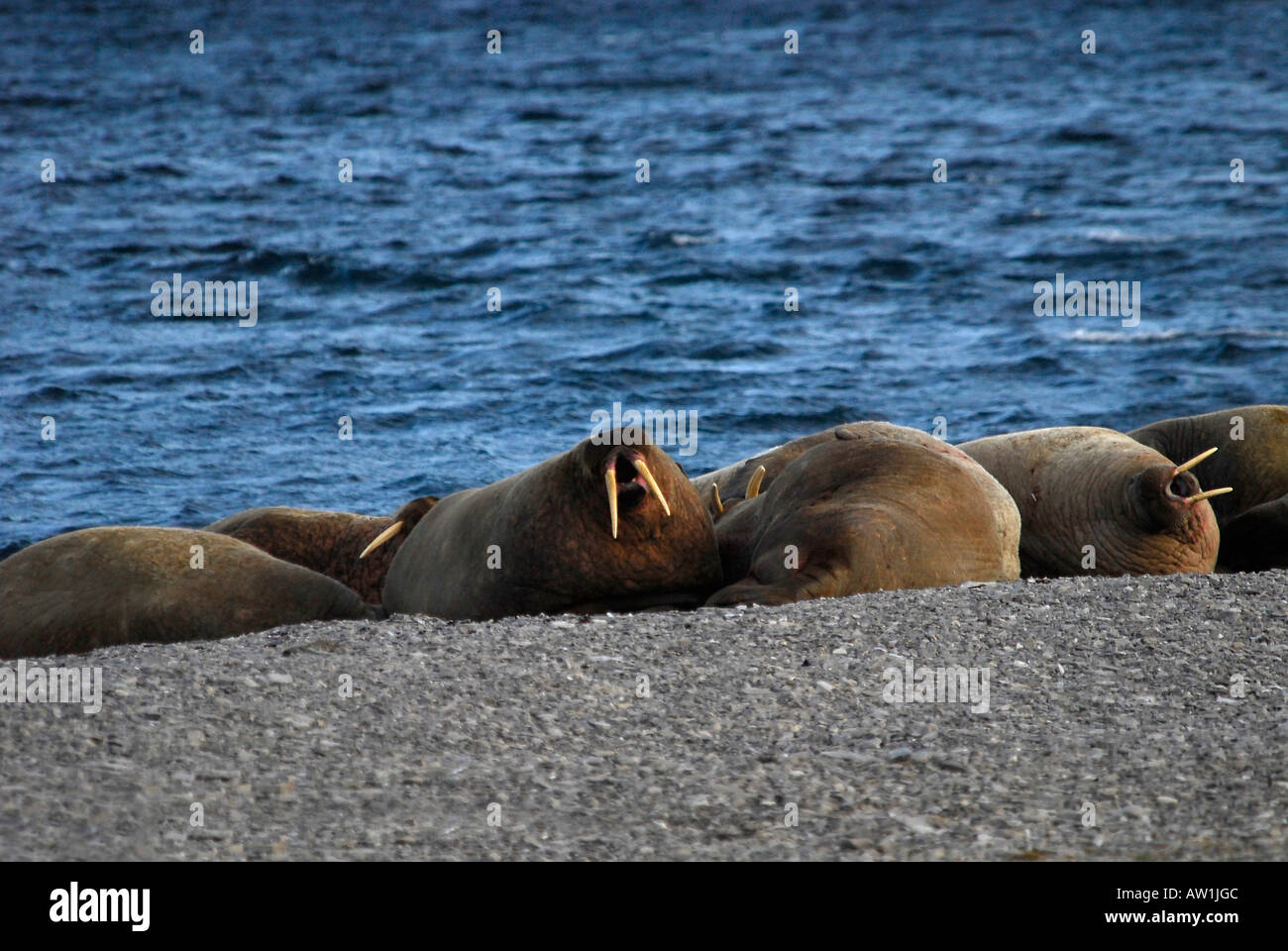 Walrus Odobenus rosmarus Maxwell Bay on Devon Island Lancaster Sound ...
