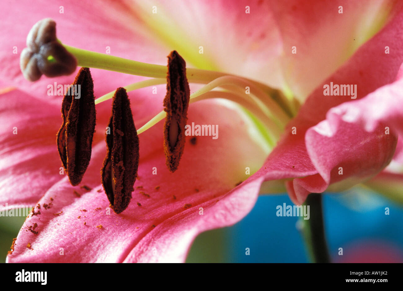 Lily , nature Stock Photo - Alamy