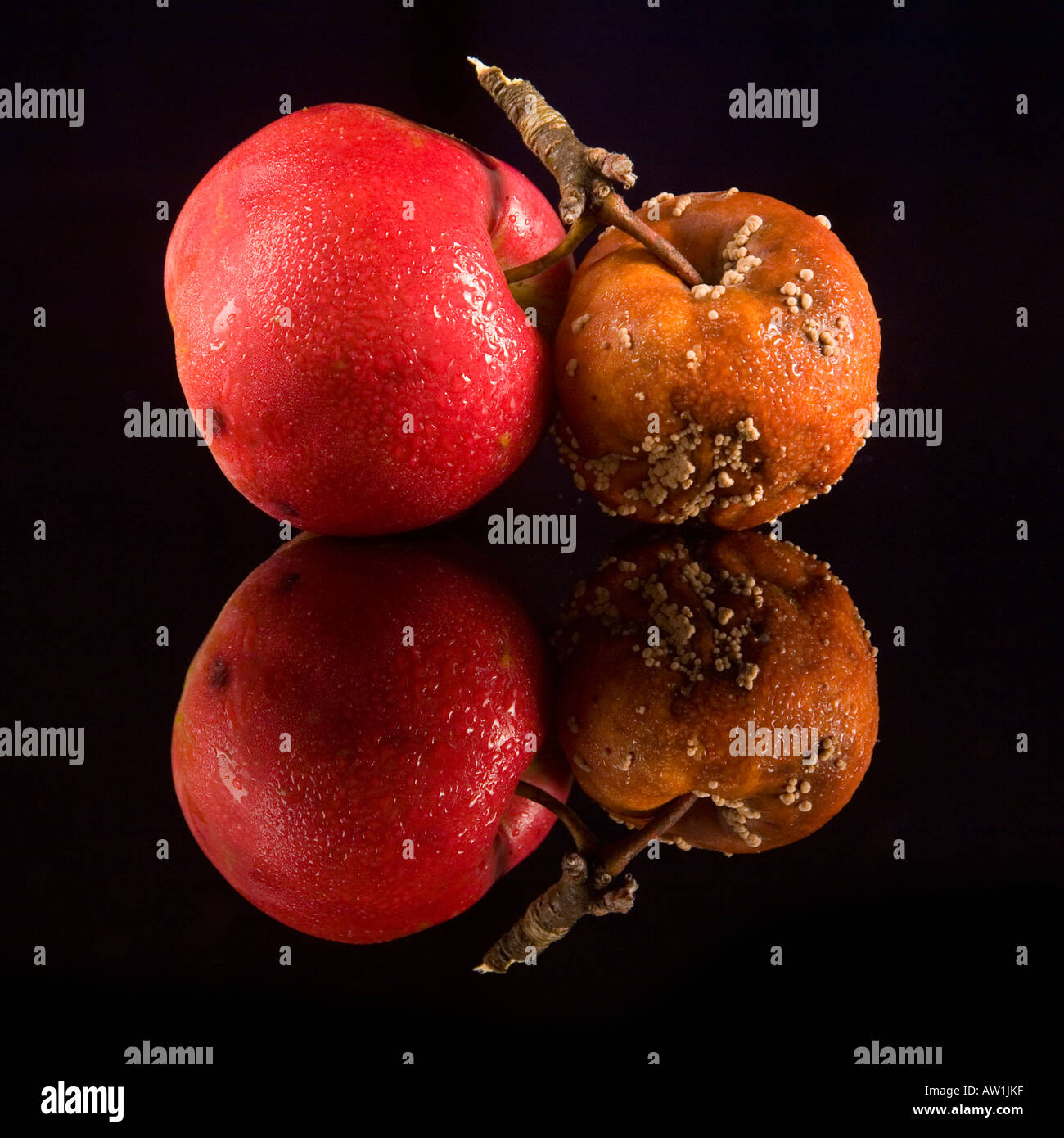 Rotten apple hi-res stock photography and images - Alamy