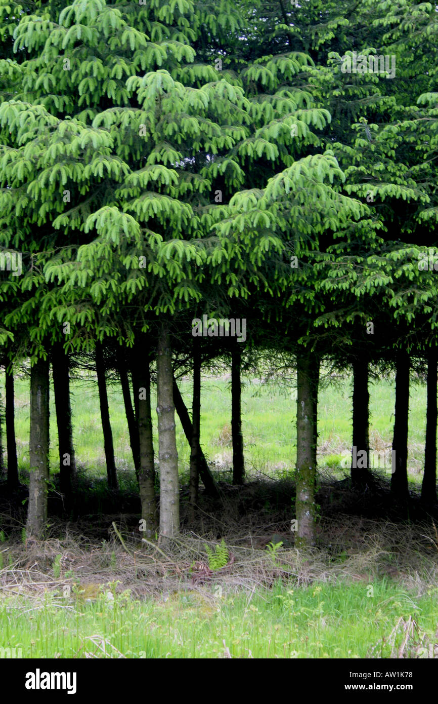 Conifer trees Southwest Scotland Stock Photo - Alamy