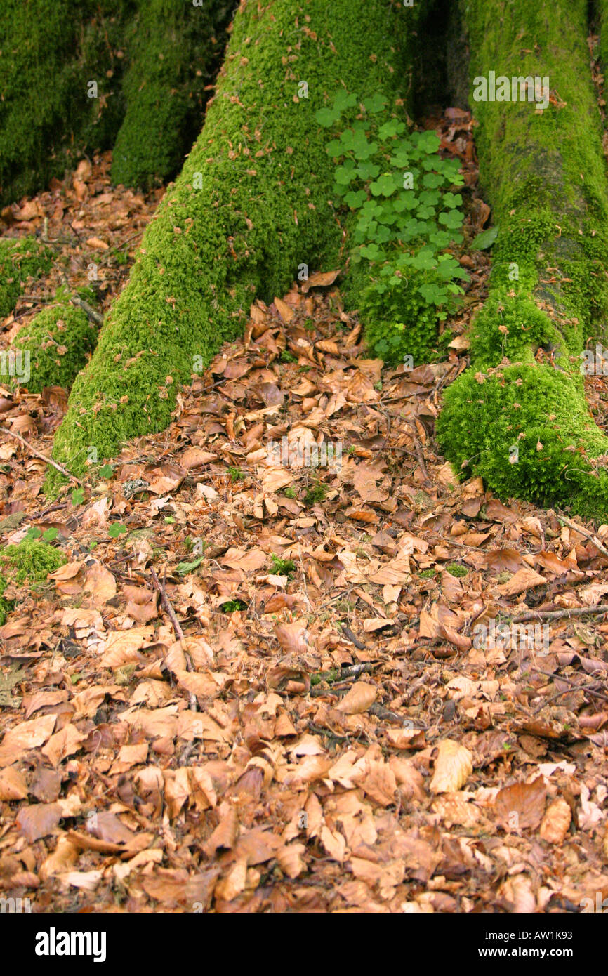 Beech leaves on ground at base of moss covered beech tree in autumn ...
