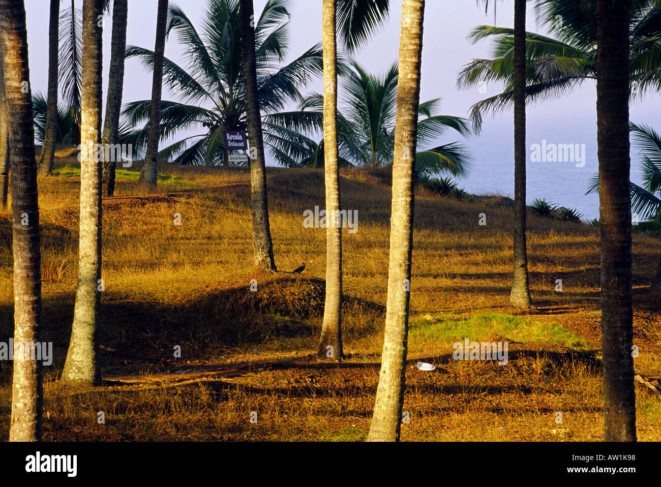 Coconut Trees in Varkala Beach Coast Line in the State of Kerala South ...