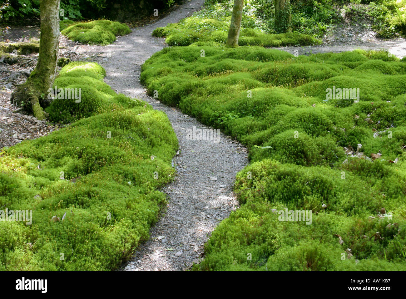 Waterlogged pathway hi-res stock photography and images - Alamy