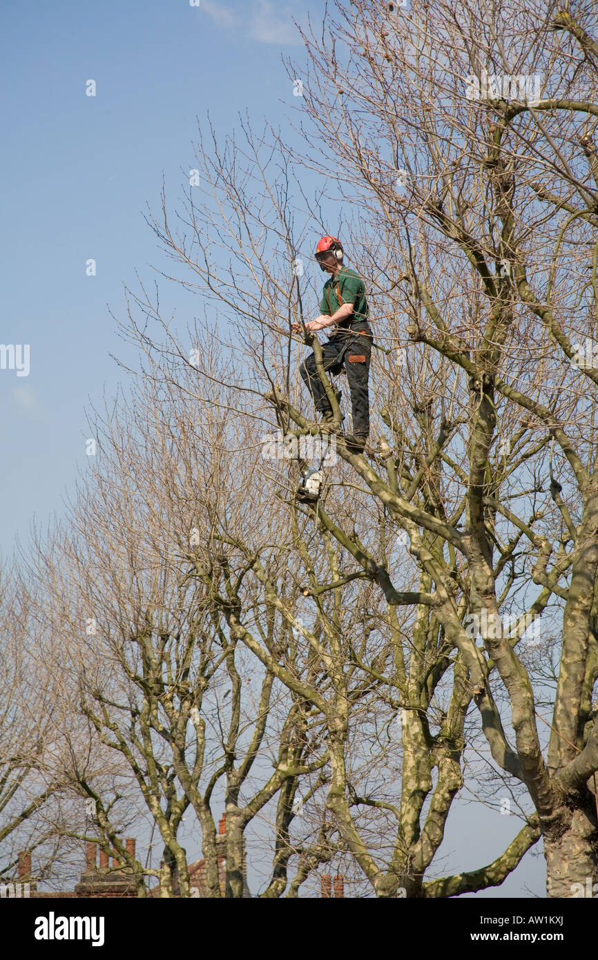 Tree surgeon in tree Stock Photo - Alamy