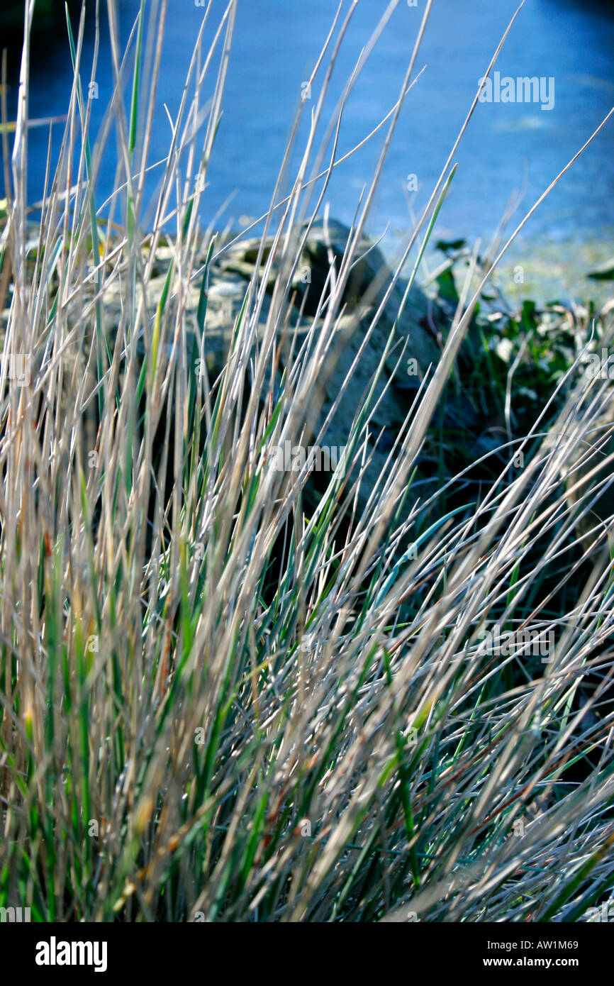 Dead ornamental grass hi-res stock photography and images - Alamy