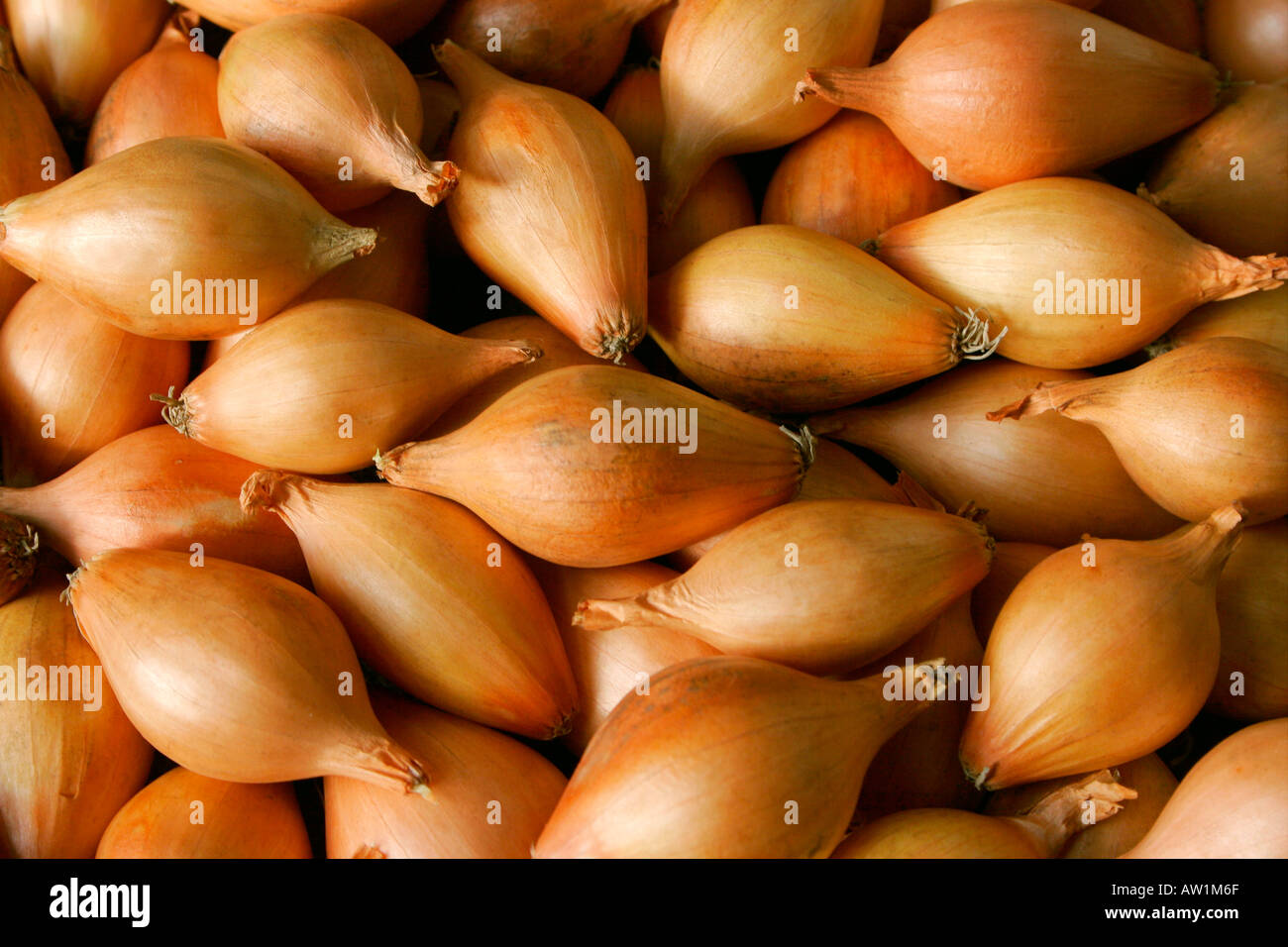 Sturon onions hi-res stock photography and images - Alamy