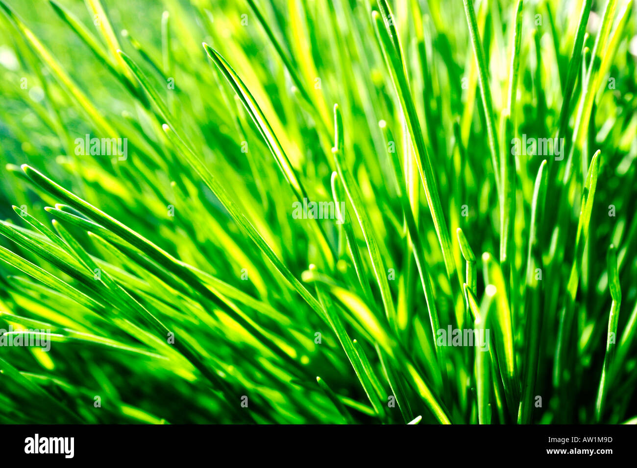 Soft green grasses hi-res stock photography and images - Alamy