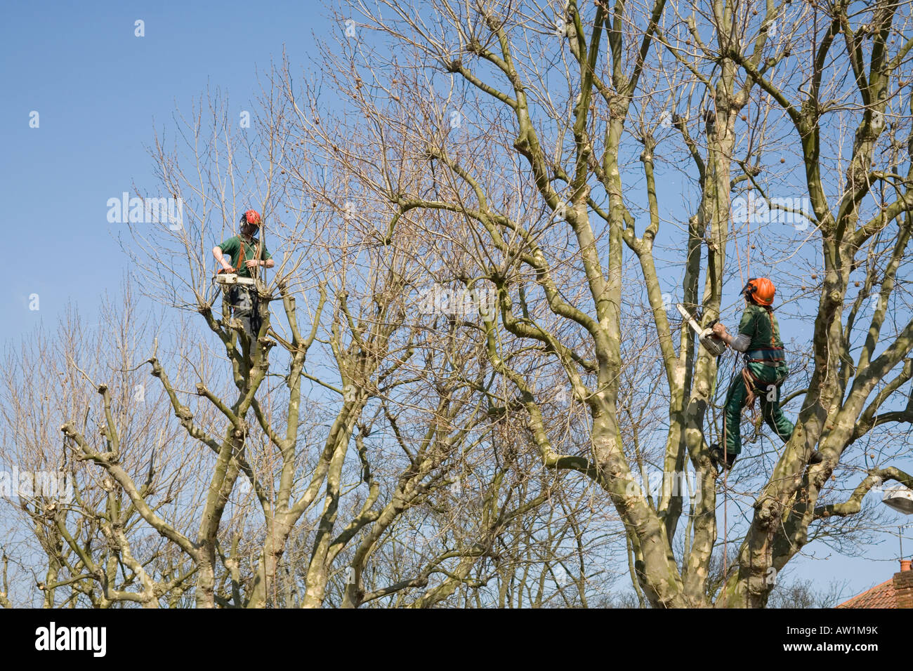 Tree surgeons in trees Stock Photo - Alamy