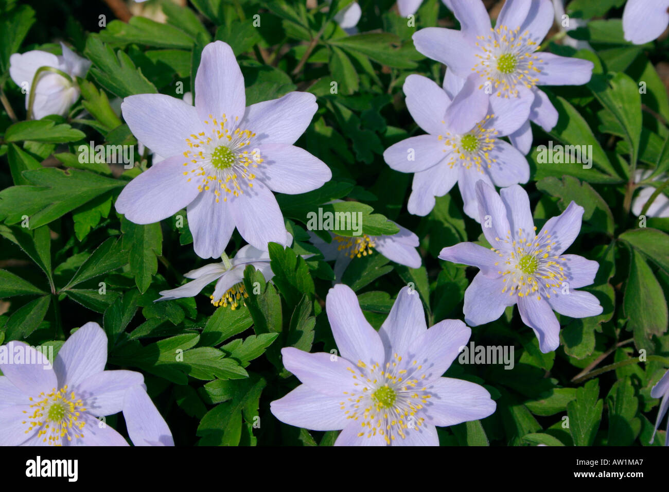 Light blue flowers of garden plant Anemone nemorosa Robinsoniana Stock ...