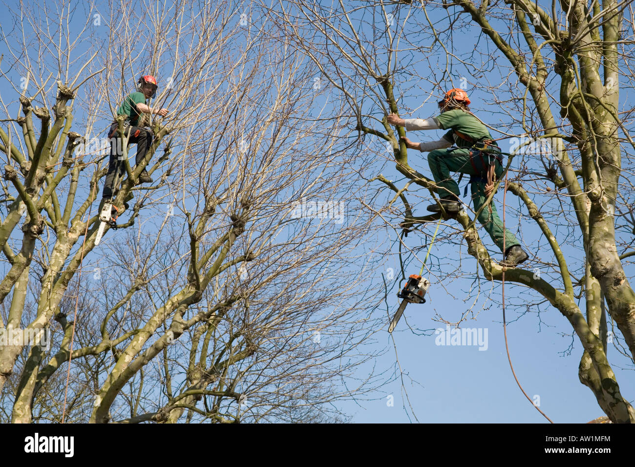 Tree surgeons in trees Stock Photo - Alamy