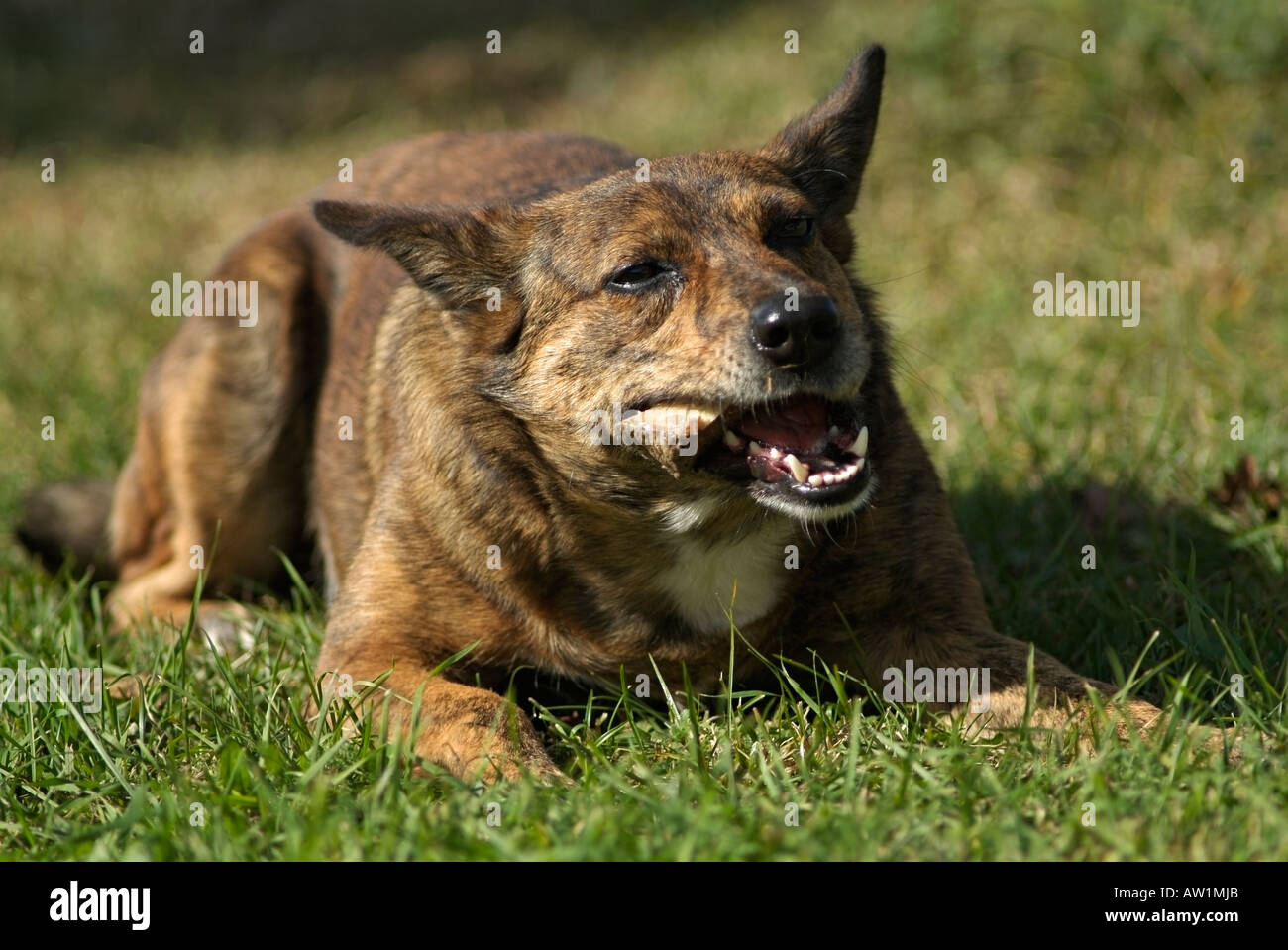 Dog Chewing a Bone Stock Photo - Alamy