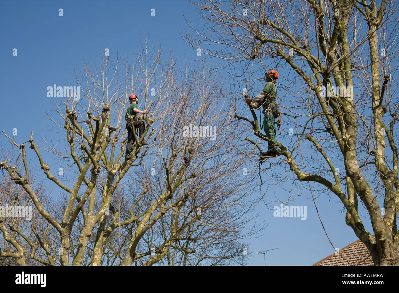 Tree surgeons in trees North London Stock Photo - Alamy