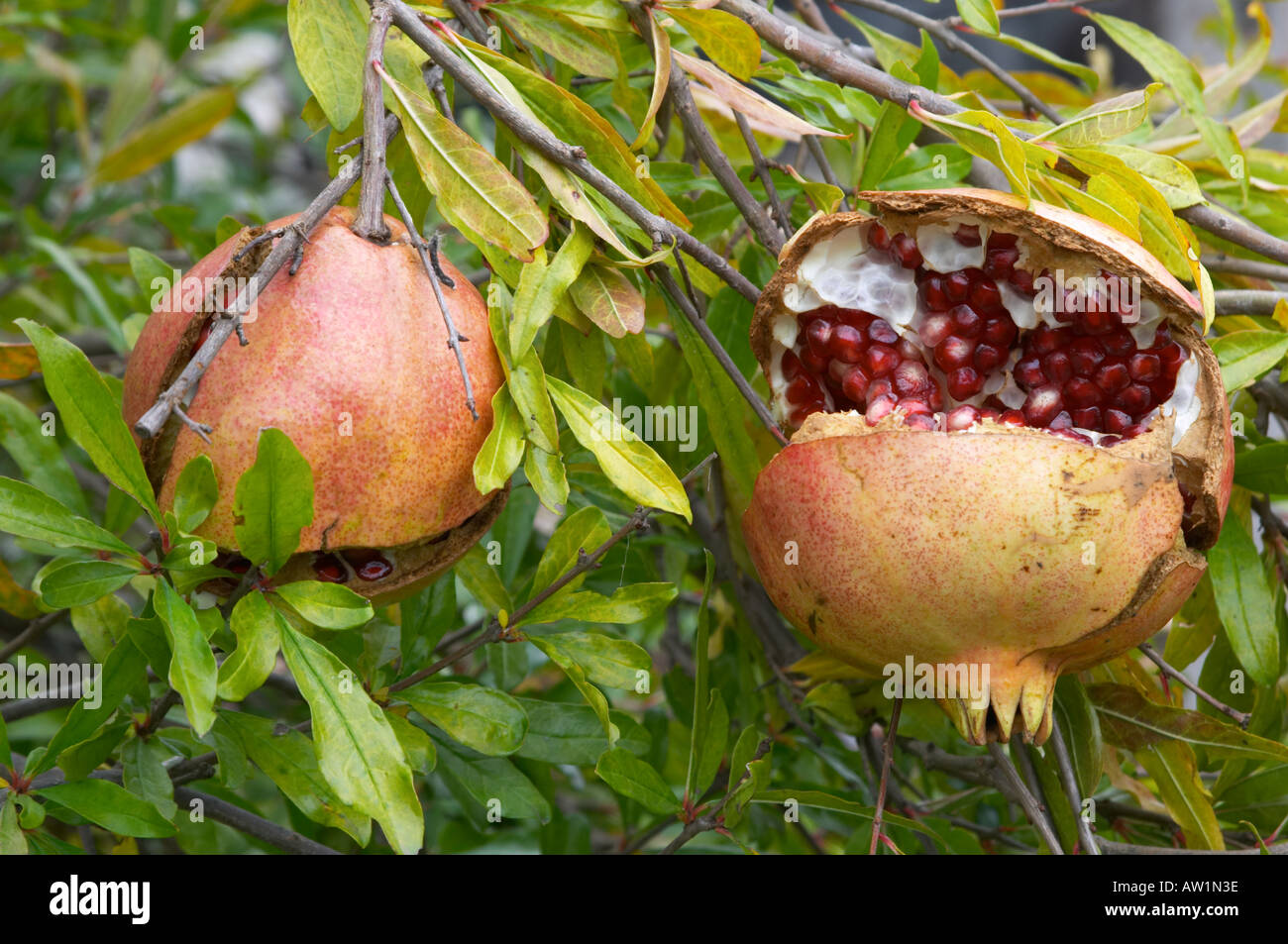 Big ripe pomegranate close hi-res stock photography and images - Alamy