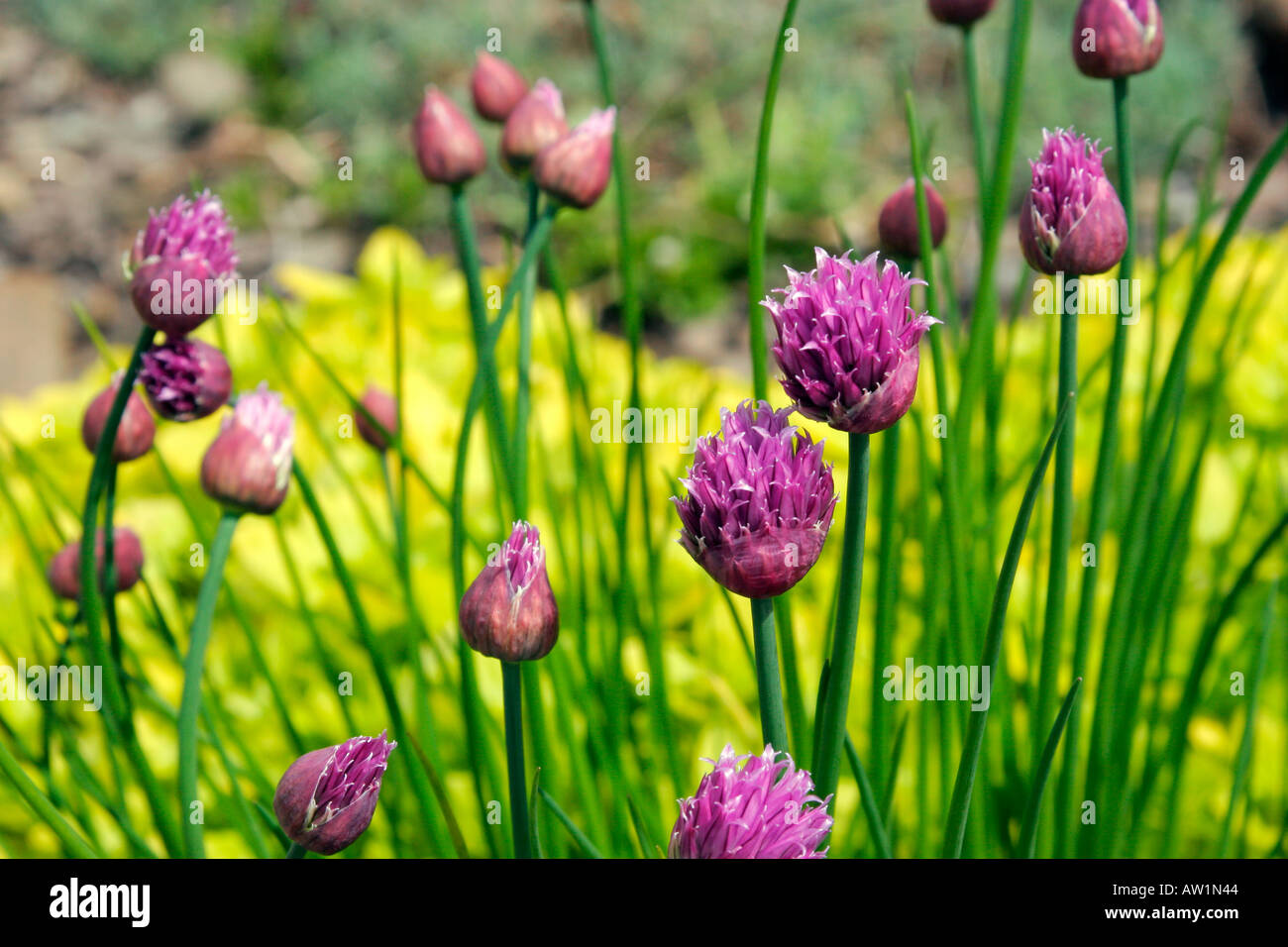 Herb Chives in flower Botanical name Allium schoenoprasum Stock Photo ...