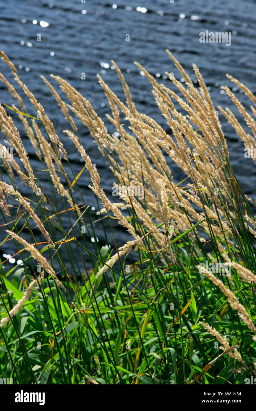 Grasses growing on river bank hi-res stock photography and images - Alamy