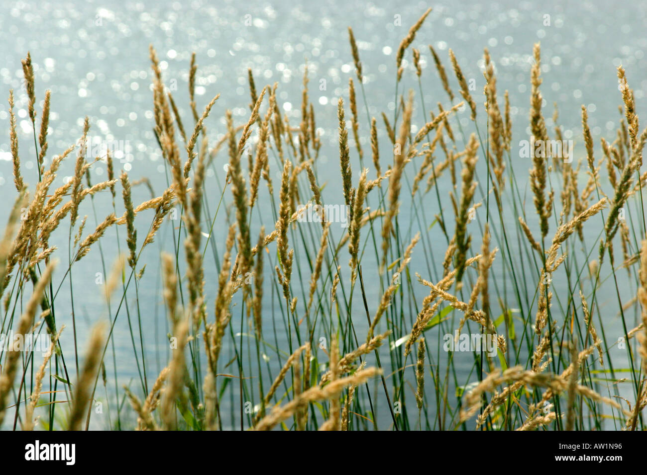 Grasses growing on river bank hi-res stock photography and images - Alamy