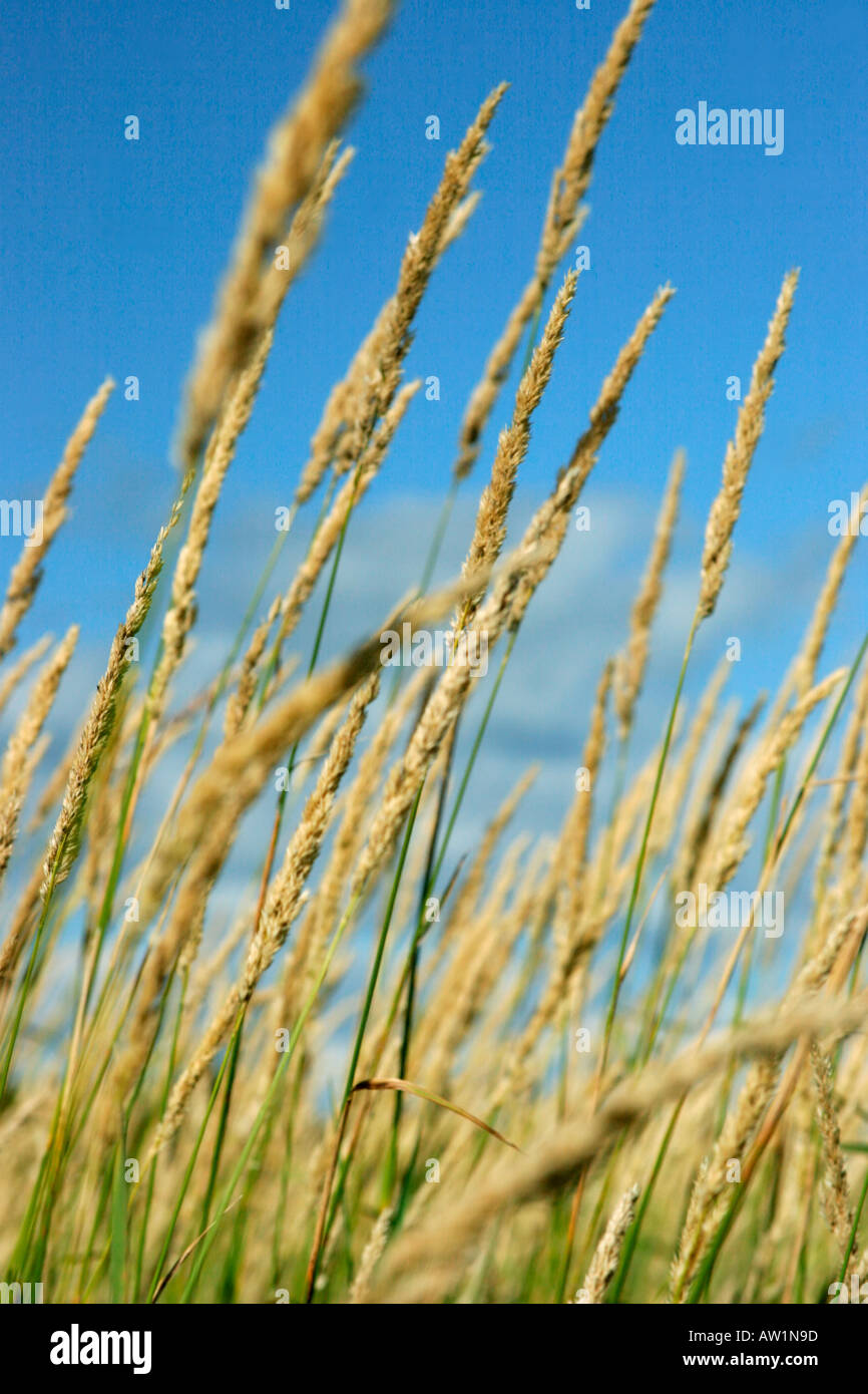 Flowering grass hi-res stock photography and images - Alamy