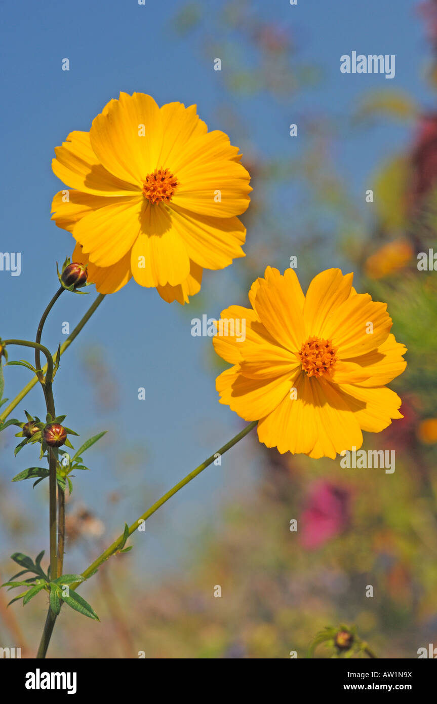 Sulfur Cosmos, Yellow Cosmos (Cosmos sulphureus), flowers Stock Photo ...