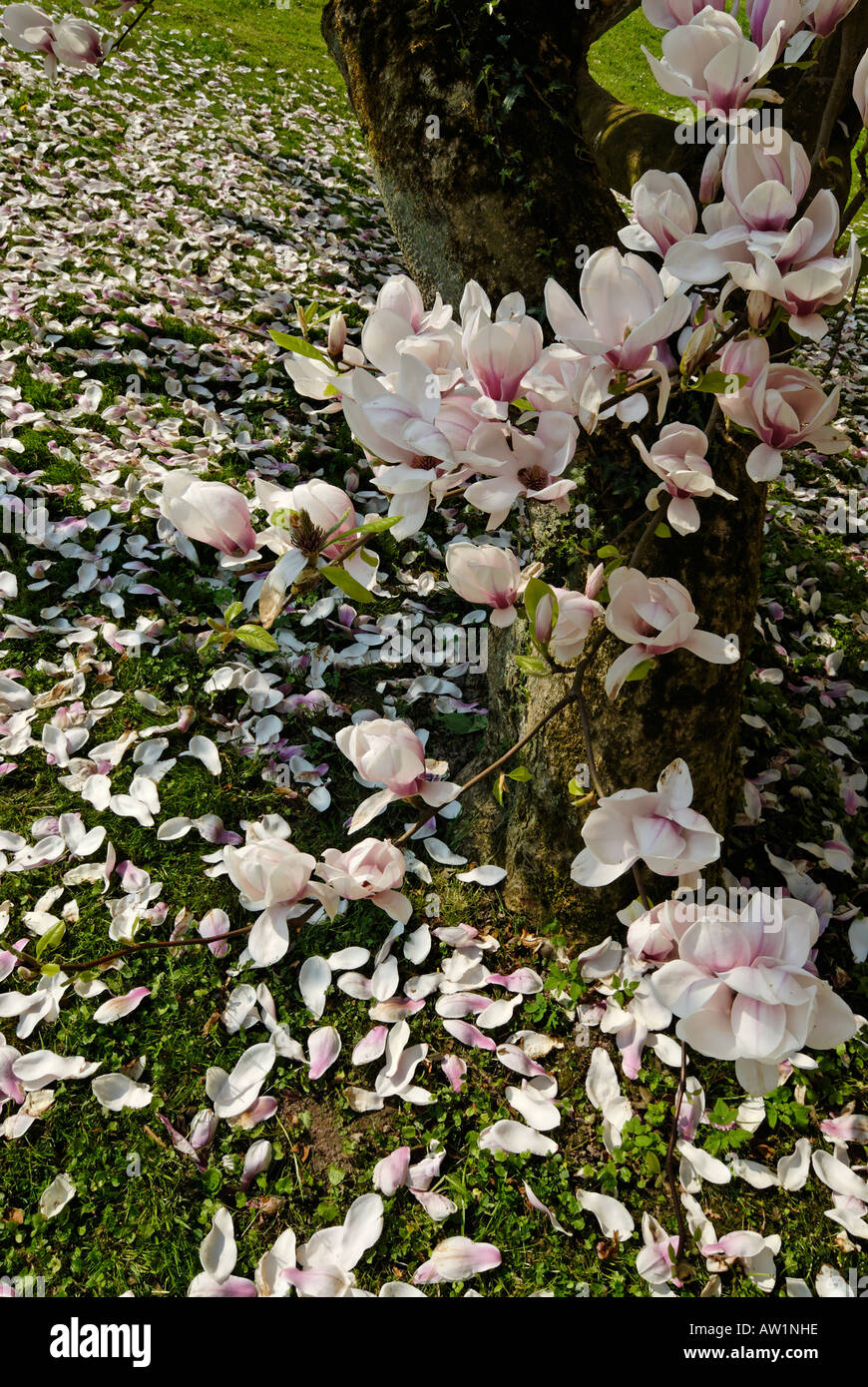Magnoliaceae tree hi-res stock photography and images - Alamy