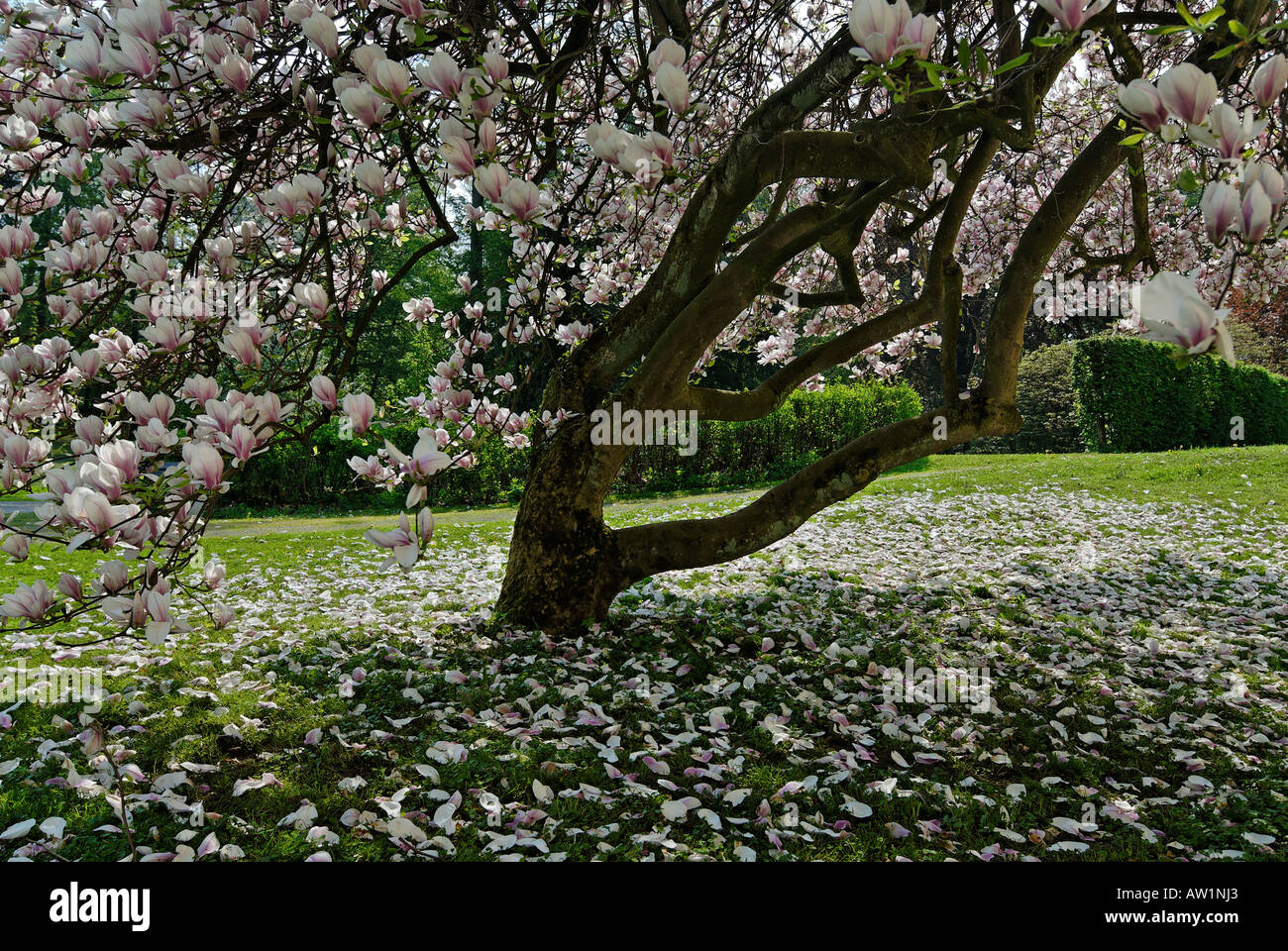 Magnoliaceae tree hi-res stock photography and images - Alamy