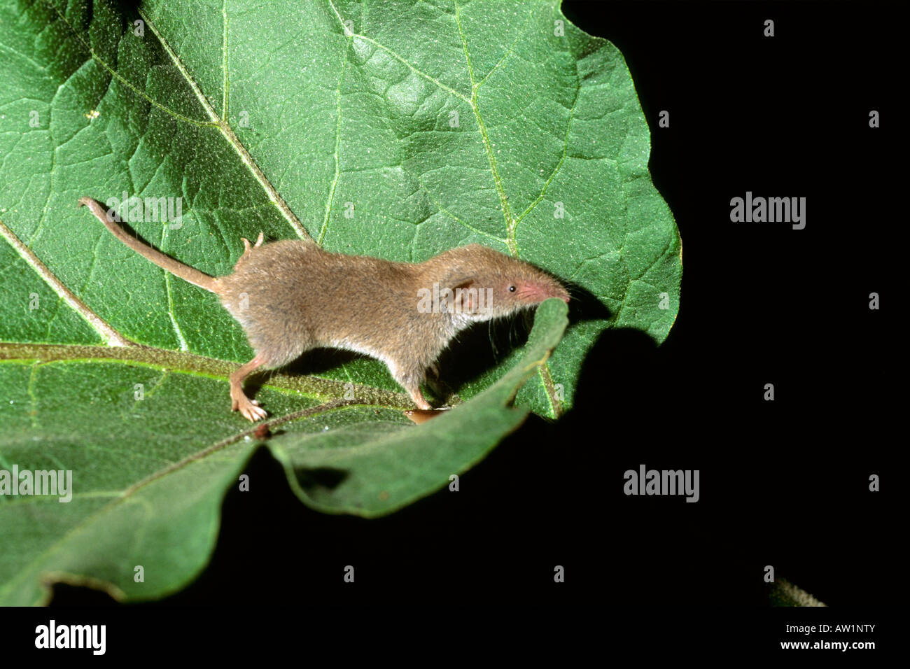 Pygmy shrew hi-res stock photography and images - Alamy