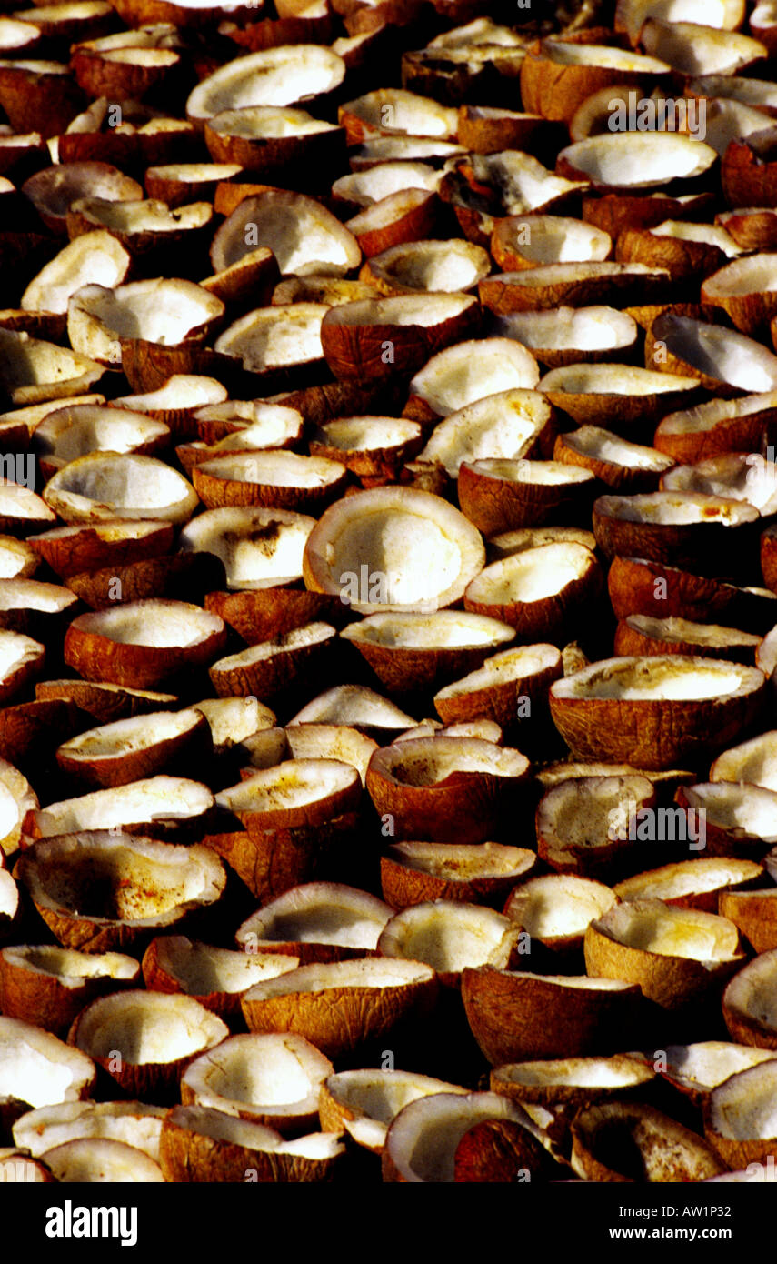 Choosing dry Coconuts for the make of Fibre in Coir Factories in kerala ...