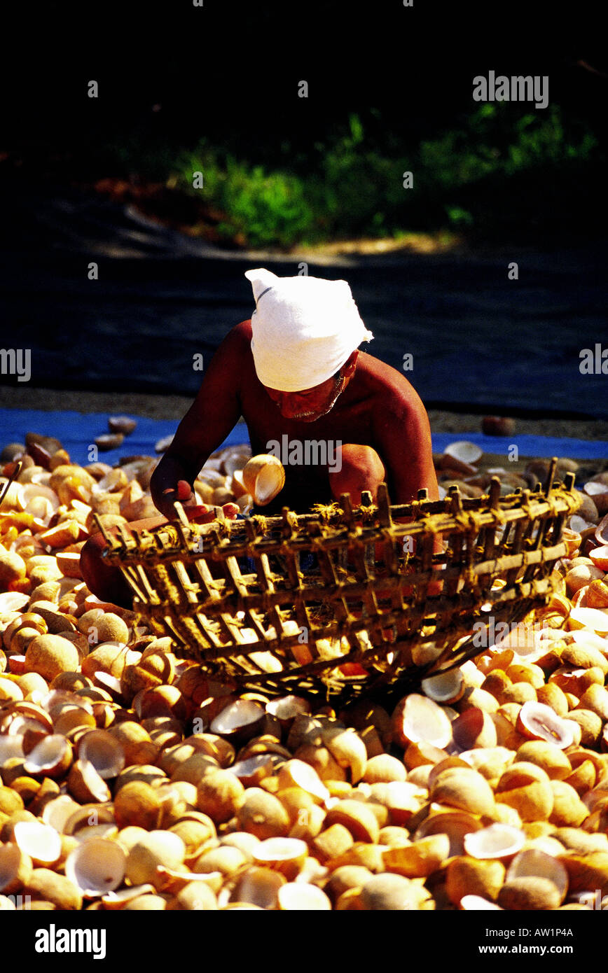 Choosing dry Coconuts for the make of Fibre in Coir Factories in kerala ...