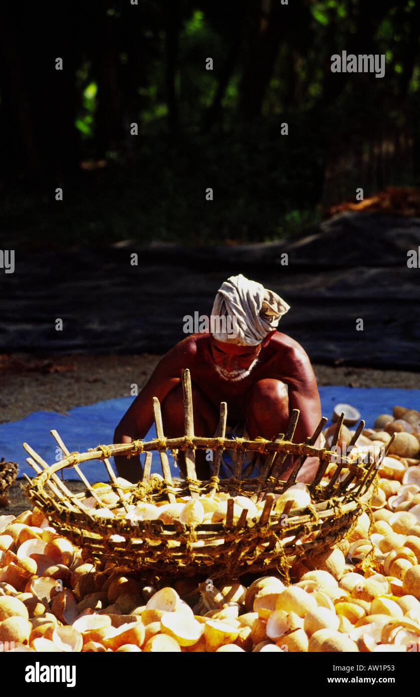 Choosing dry Coconuts for the make of Fibre in Coir Factories in kerala ...