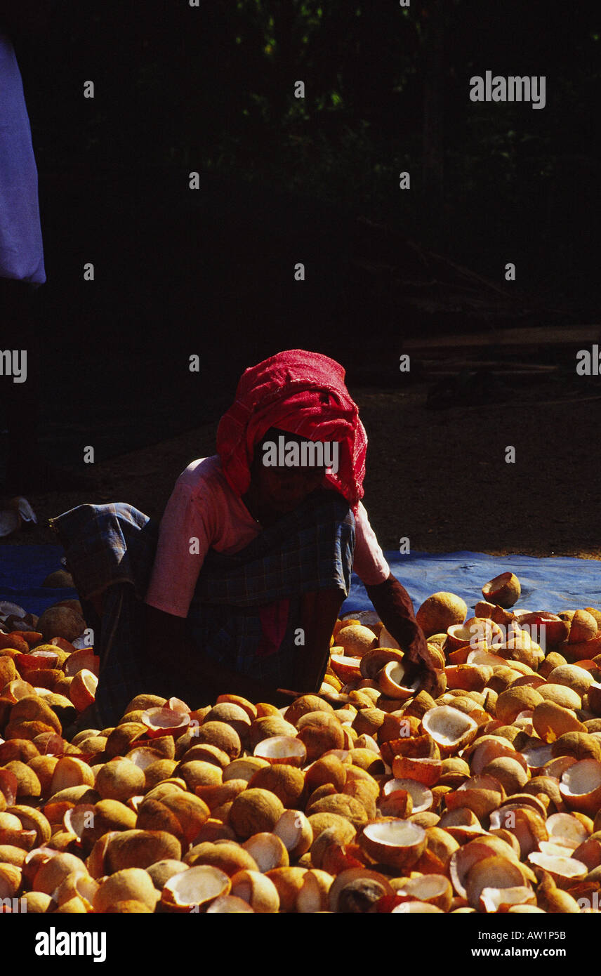 Choosing dry Coconuts for the make of Fibre in Coir Factories in kerala ...