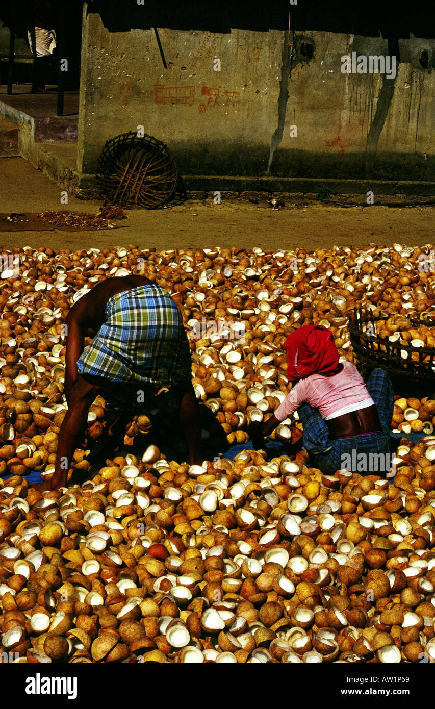 Choosing dry Coconuts for the make of Fibre in Coir Factories in kerala ...
