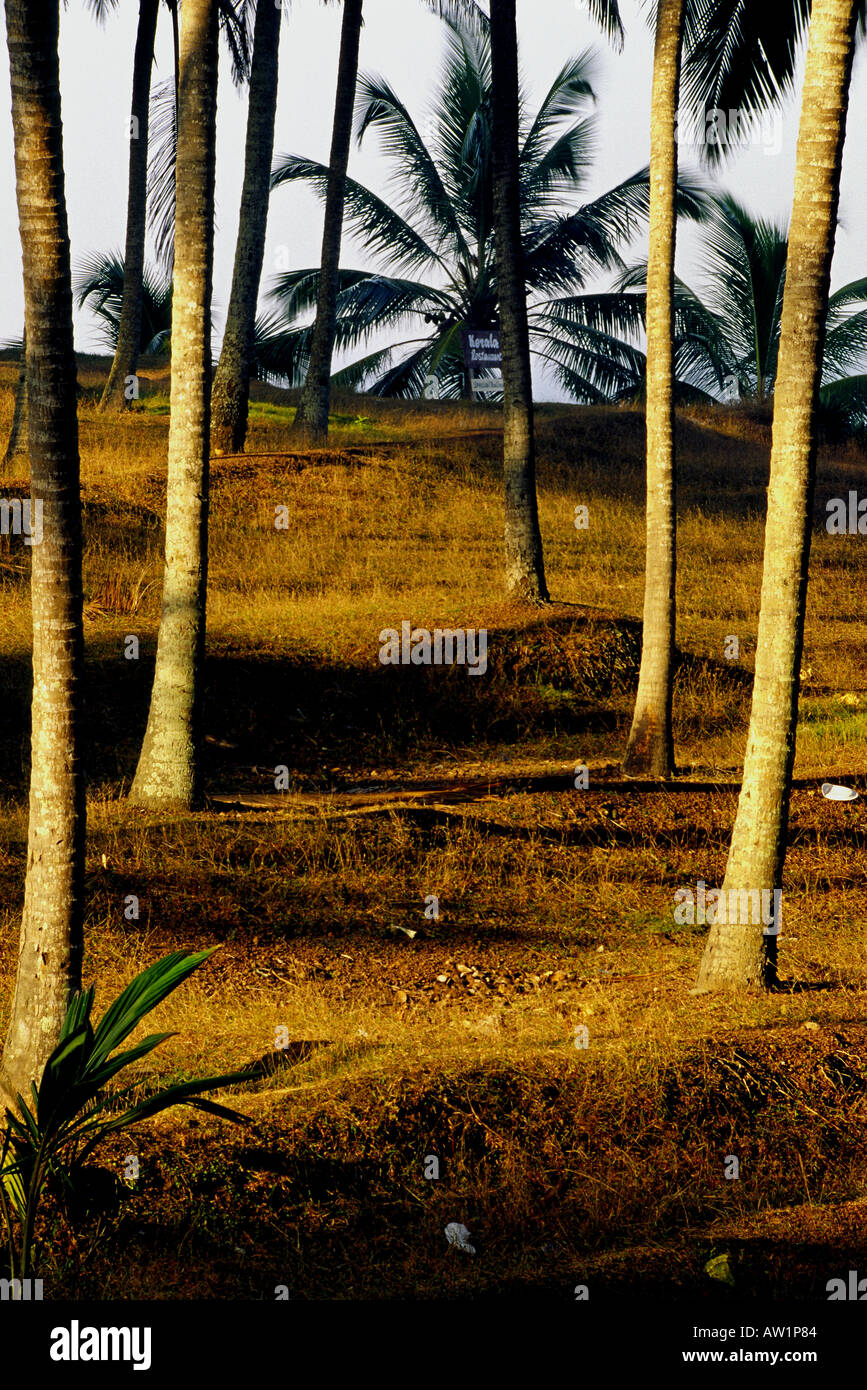 Coconut Trees in Varkala Beach Coast Line in the State of Kerala South ...