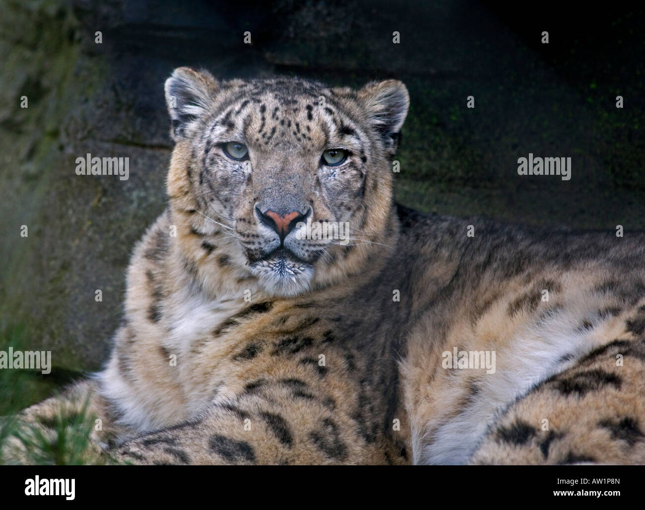 Snow Leopard (uncia uncia Stock Photo - Alamy