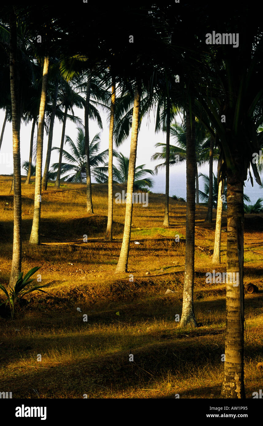 Coconut Trees in Varkala Beach Coast Line in the State of Kerala South ...