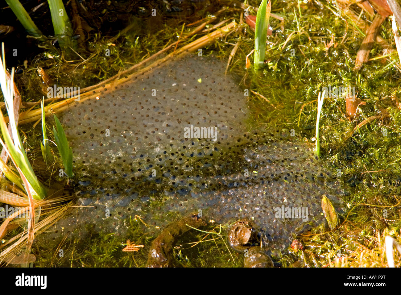 A mass of frogspawn in an English pond Common frog Rana temporaria Ranidae Stock Photo - Alamy