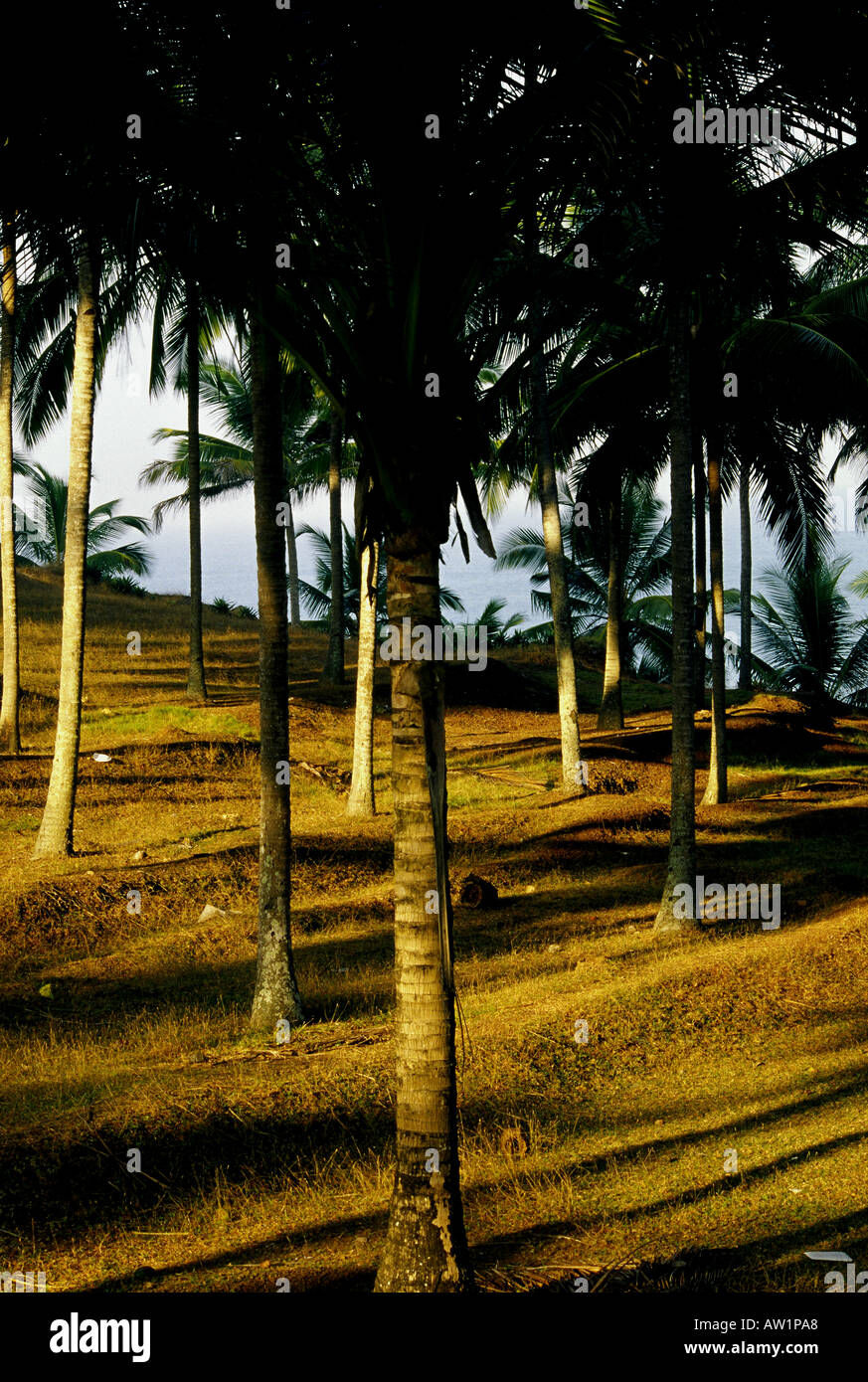 Coconut Trees in Varkala Beach Coast Line in the State of Kerala South ...