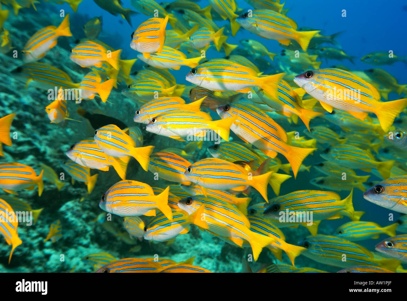 Common bluestripe snapper lutjanus kasmira hi-res stock photography and ...