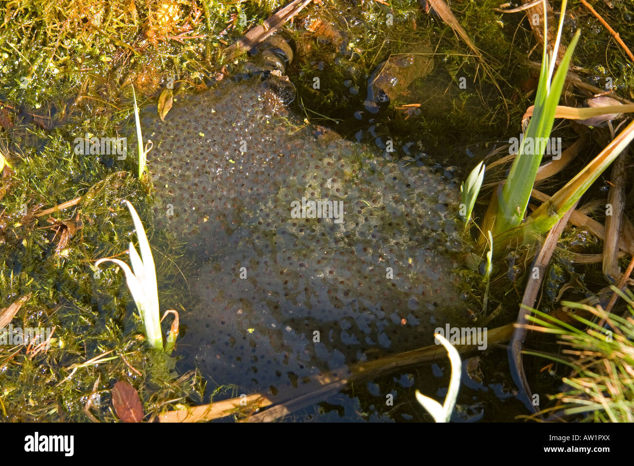 A mass of frogspawn in an English pond Common frog Rana temporaria ...