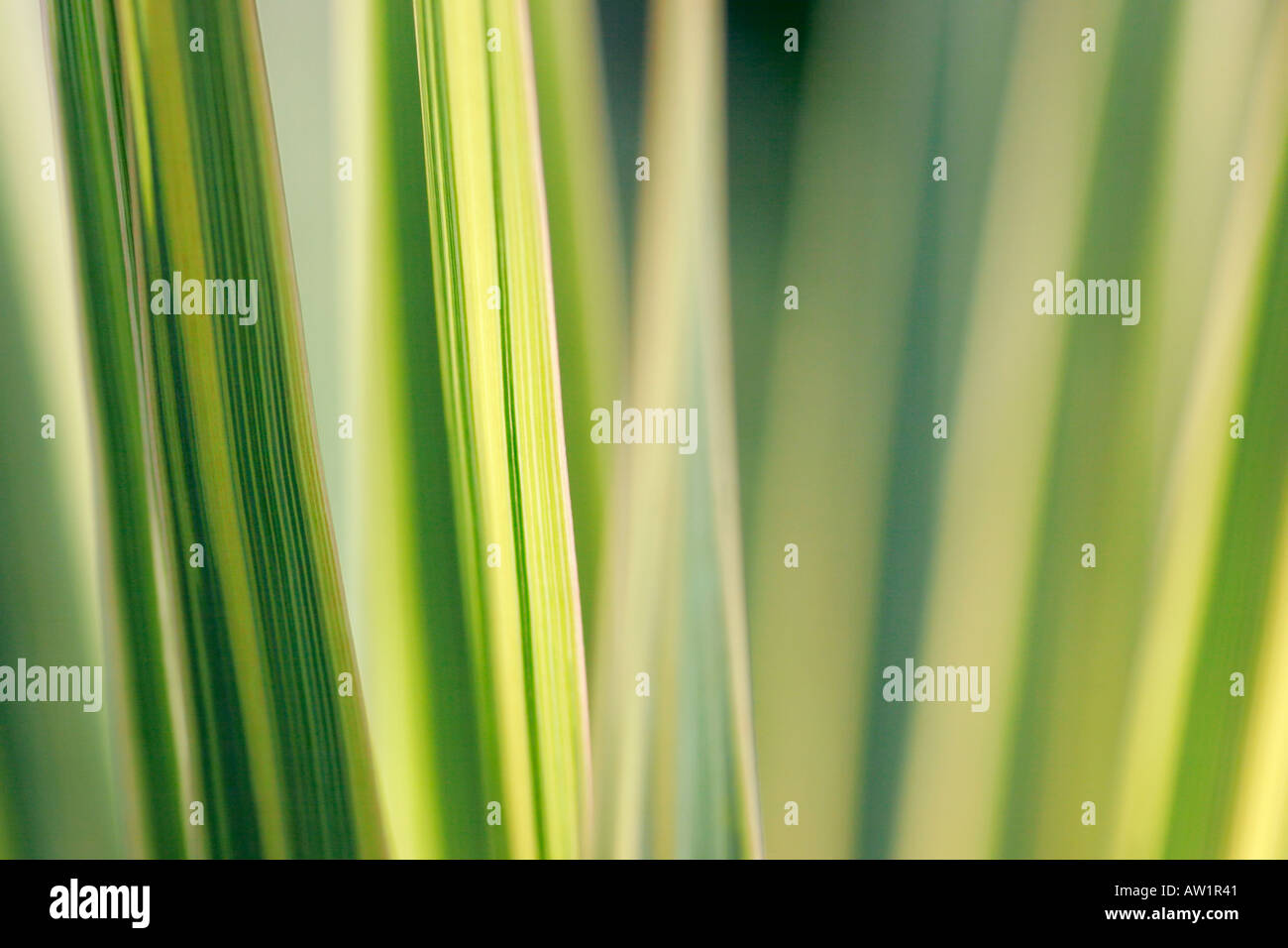 Variegated leaves of Phormium or New Zealand Flax Stock Photo - Alamy