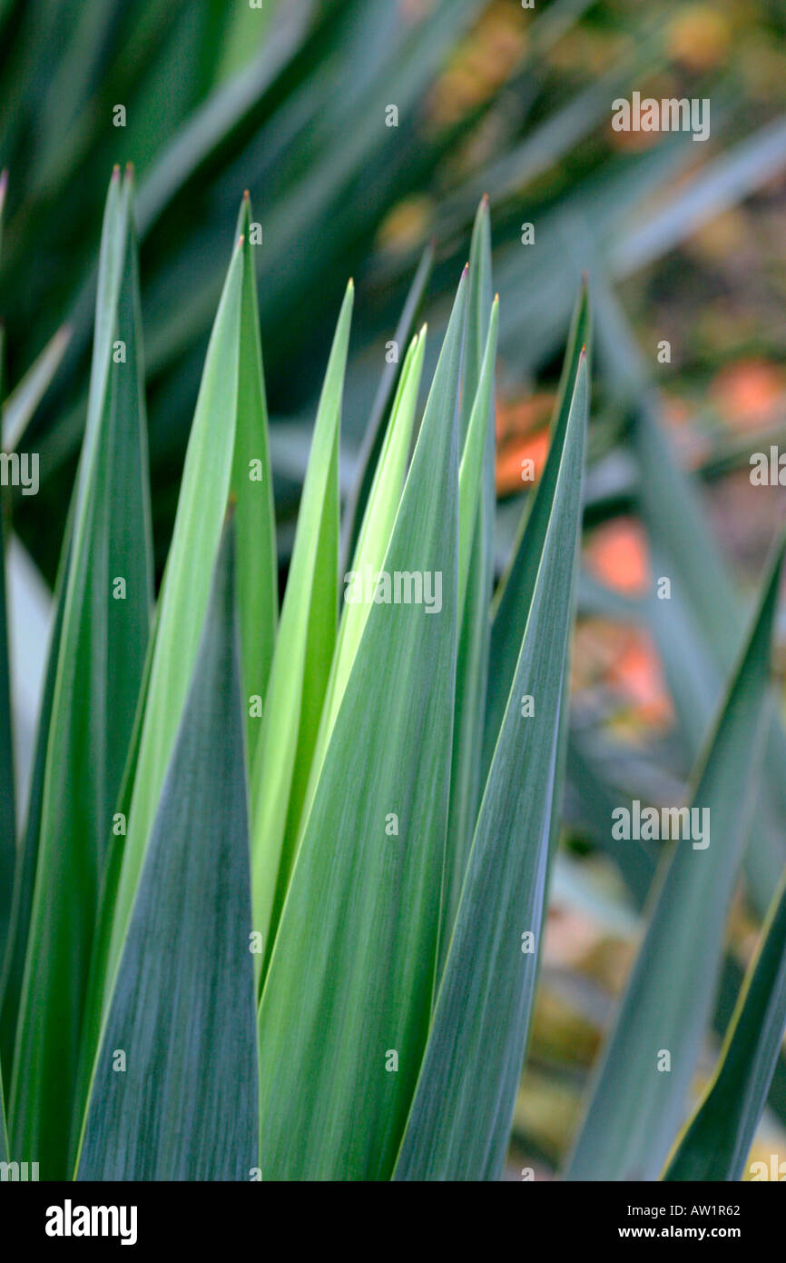 Sharp spiky plant hi-res stock photography and images - Alamy